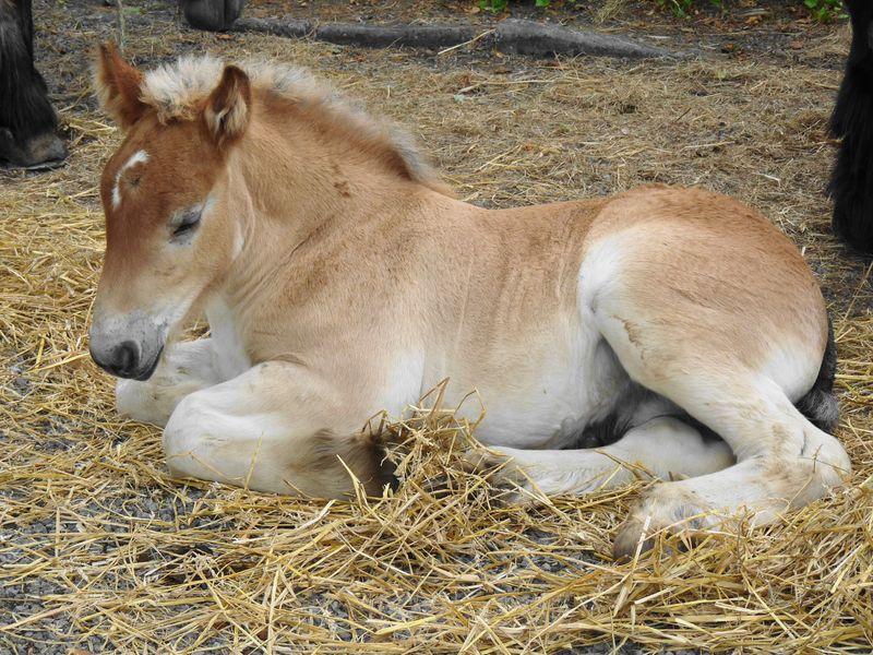 Les poulains du Cantal | Gilles Lartigot
